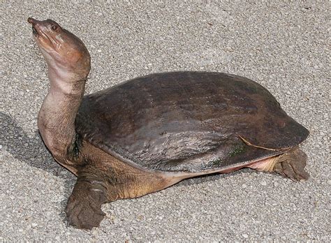 Til How Evil The Soft Shelled Turtle Is Rgumball