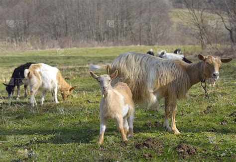 可爱的小山羊