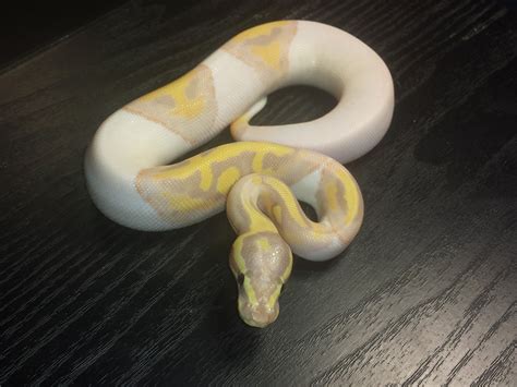 Morph List World Of Ball Pythons
