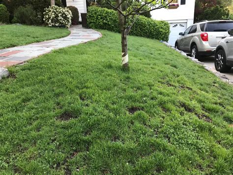 Its About Thyme Get Rid Of That Lawn — Rewild Long Island