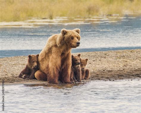 Safe With Mom Three Grizzly Bear Cubs Snuggle Up With Mom For Safety