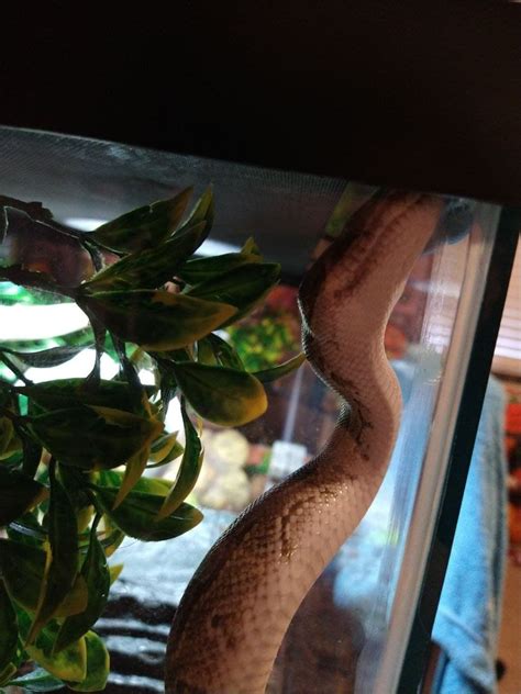 Ball Python Keeps Violently Pushing Her Snout Into Things For No Reason