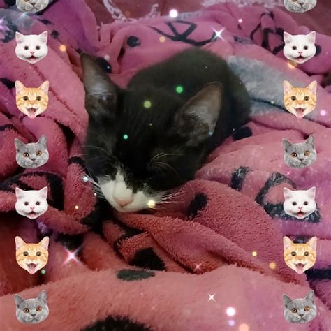 قطوس جمنج Youtube