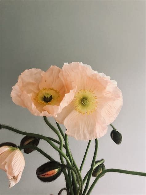 Icelandic Poppy Seeds Mixed Tasmanian Grown