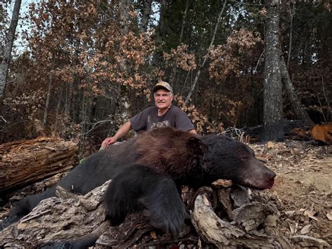 California Black Bear Hunting