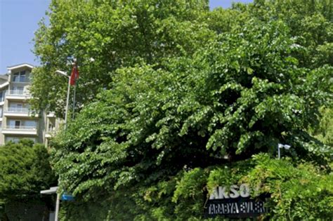 Ayşe Sultan Korusu Beşiktaş Satılık Daire Uzmanı Özkan Özel