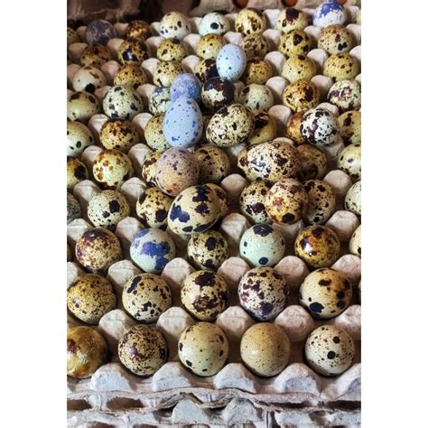 Jual Telur Puyuh 1 Rak 90 Butir Shopee Indonesia