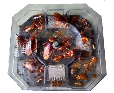 Cockroach Trap Everything Else On Carousell
