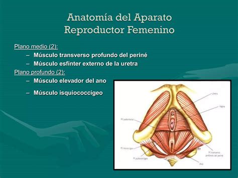 Anatomiagenitales Ext E Intppt