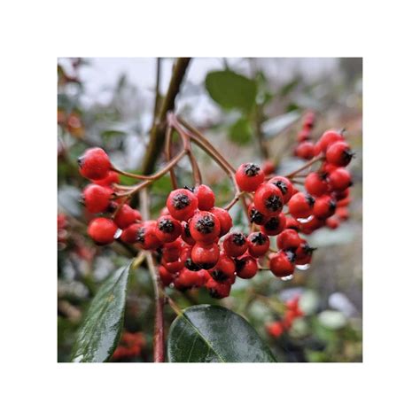 Cotoneaster Glaucophyllus Var Meiophyllus