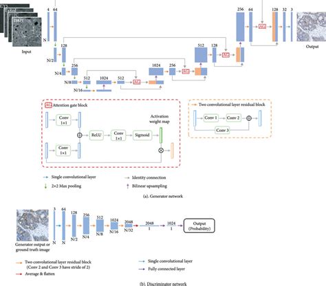 Virtual Her2 Staining Network A Gan Framework Which Consists Of A Download Scientific Diagram