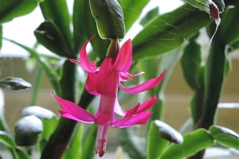 Christmas Cactus Plant Care