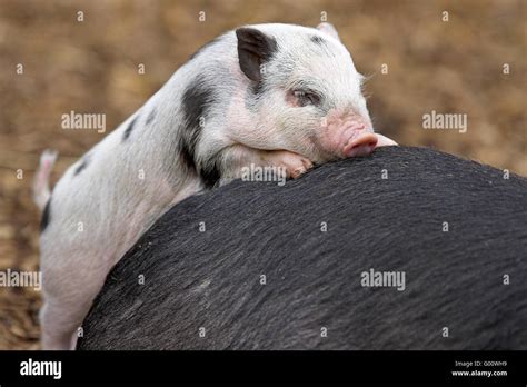 Pot bellied pigs hi-res stock photography and images - Alamy