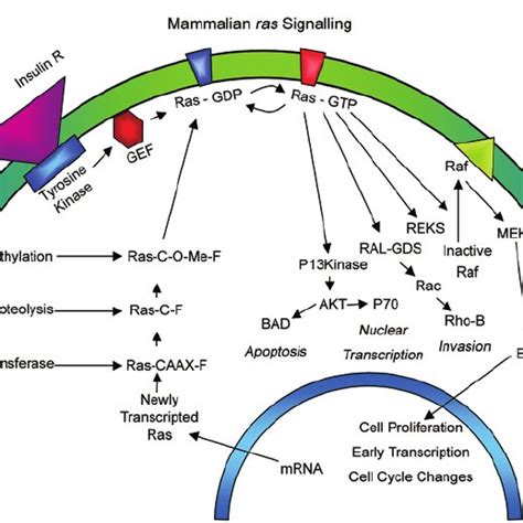 Schematic Diagram Showing The Ras Signalling Pathway And Its Linkage To