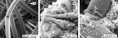 View By Scanning Electron Microscopy Sem A The Fleece Shows