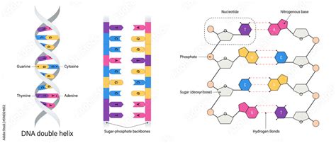 Dna Structure Nitrogenous Base Thymine Adenine Cytosine And Guanine Sugar Deoxyribose