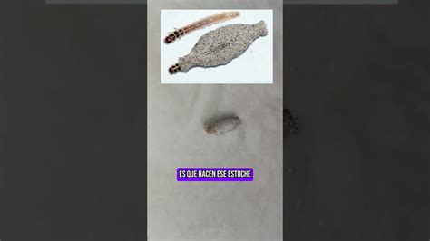 Todo Lo Que Necesitas Saber Sobre La Polilla Común Identificación