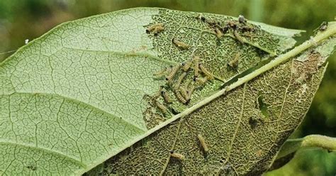 날씨도 쌀쌀한데 송충이 우글우글올해만 3번째 알까기 왜