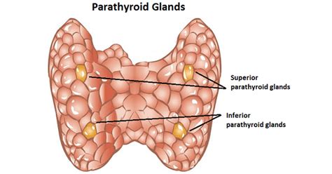 Parathyroid Glands New
