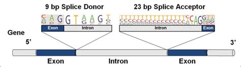 In Vivo And In Vitro Methods To Identify Dna Sequence Variants That