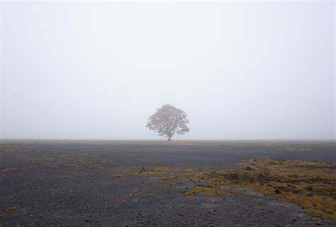 Premium Photo Mid Distance View Of Tree On Field