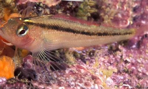 Fish Sex Organs Boosted Under High Co2 Study Finds Daily Mail Online