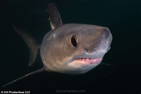 Ultra Rare Porbeagle Sharks Are Spotted Dueling Off The Coast Of New