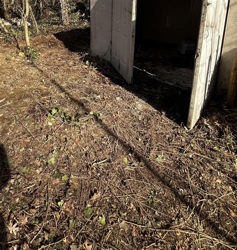 Wirey Vines Grass Need Help With Id Rgardening