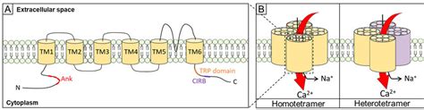 General Topology And Key Domains Of TRPC Channels A The TRPC Subunit Download Scientific
