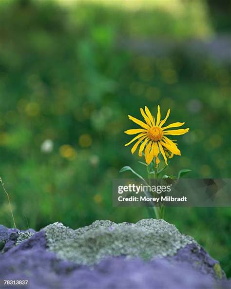 Arnica Flower Photos And Premium High Res Pictures Getty Images