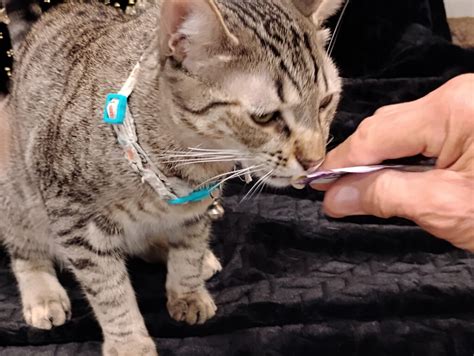 Cats For Adoption Az Happy Cat Rescue