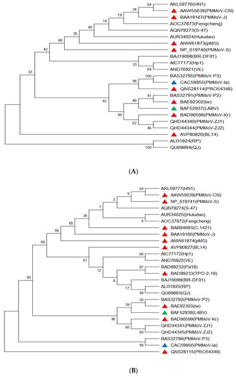 Pepper Mild Mottle Virus An Infectious Pathogen In Pepper Production