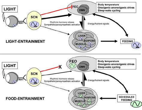 Entrainment Of Circadian Clocks By Light And Feeding Light