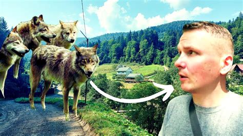 Полонина ВОВЧА ДЕ НЕ ХОДИТИ ЩО ТРЕБА ЗНАТИ щоб пройти маршрутом