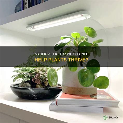 Artificial Lights Which Ones Help Plants Thrive Shuncy