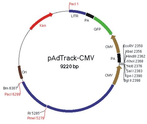 Addgene Padtrack Cmv