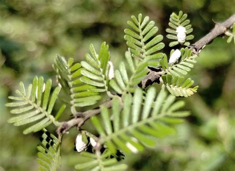 Citrus Mealybug Planococcus Citri Ecoregistros