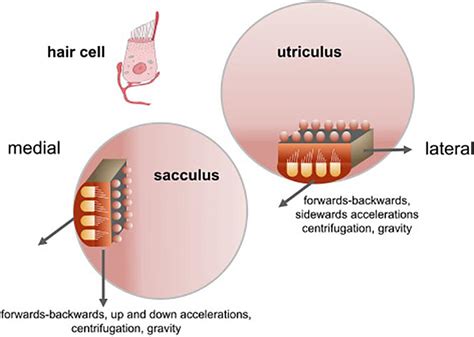 Utricle Vs Saccule