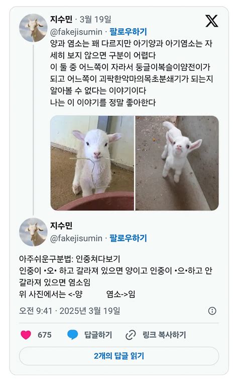 아기양과 아기염소 구별법 에펨코리아