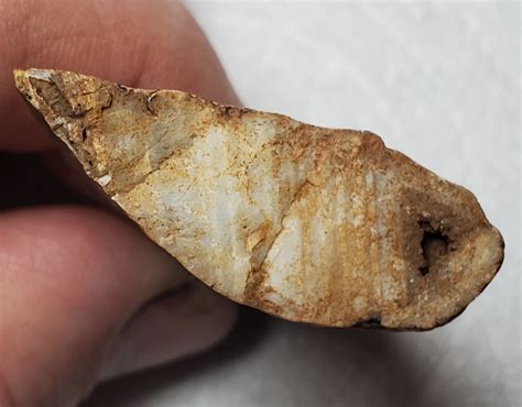 Possible Fossilized Tooth I Need Some Help Identifying Fossil Id The Fossil Forum