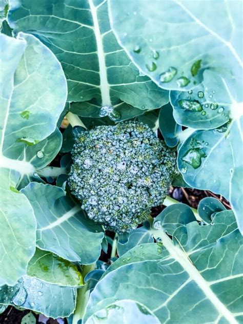 Early Spring Vegetable Garden Story Cottage On Bunker Hill