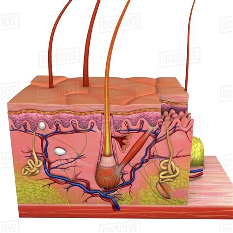 Medical Illustration Of Human Skin In Cross Section Royalty Free