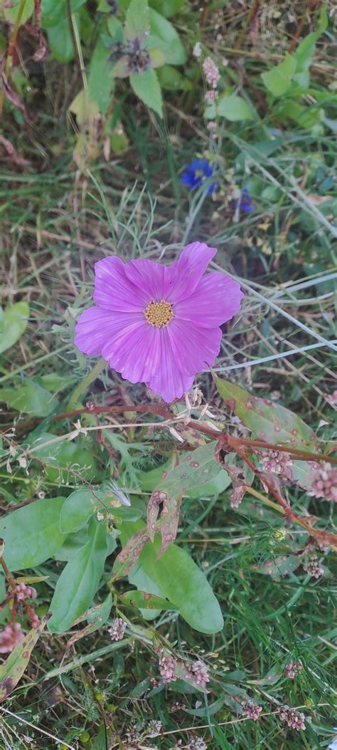 Fultons Pumpkin Patch Strabane