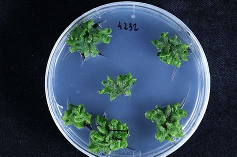 Gene Regulation Rna And Epigenetics Research Area Vienna Biocenter