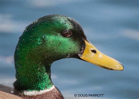 Constance Sidles Just Another Wordpress Site