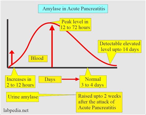 Pancreatic Enzymes Lipase Levels At Kristi Bennett Blog