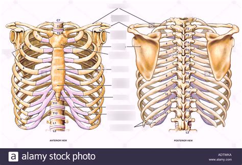 How To Hide Your Chest Bones At Amy Beasley Blog