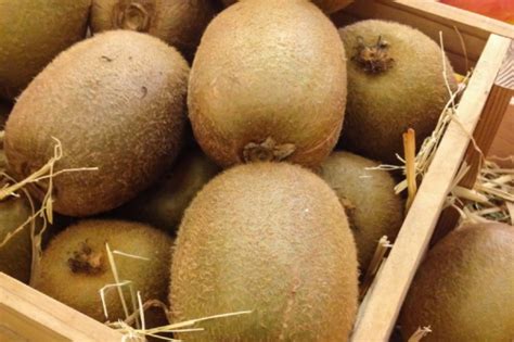Kiwi Ernten Wann And Wie Macht Man Das