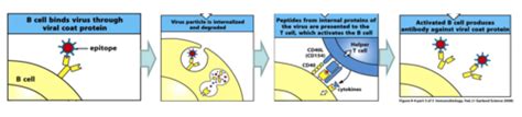 L12 B Cell Effector Functions Flashcards Quizlet