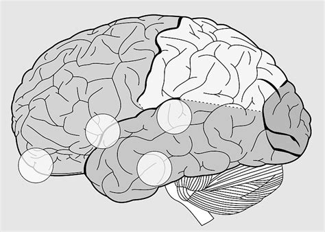Cerebral Cortex Blank Diagram